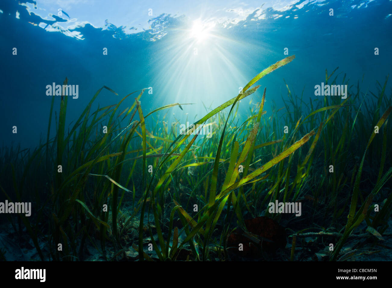 Ocean Sea Grass
