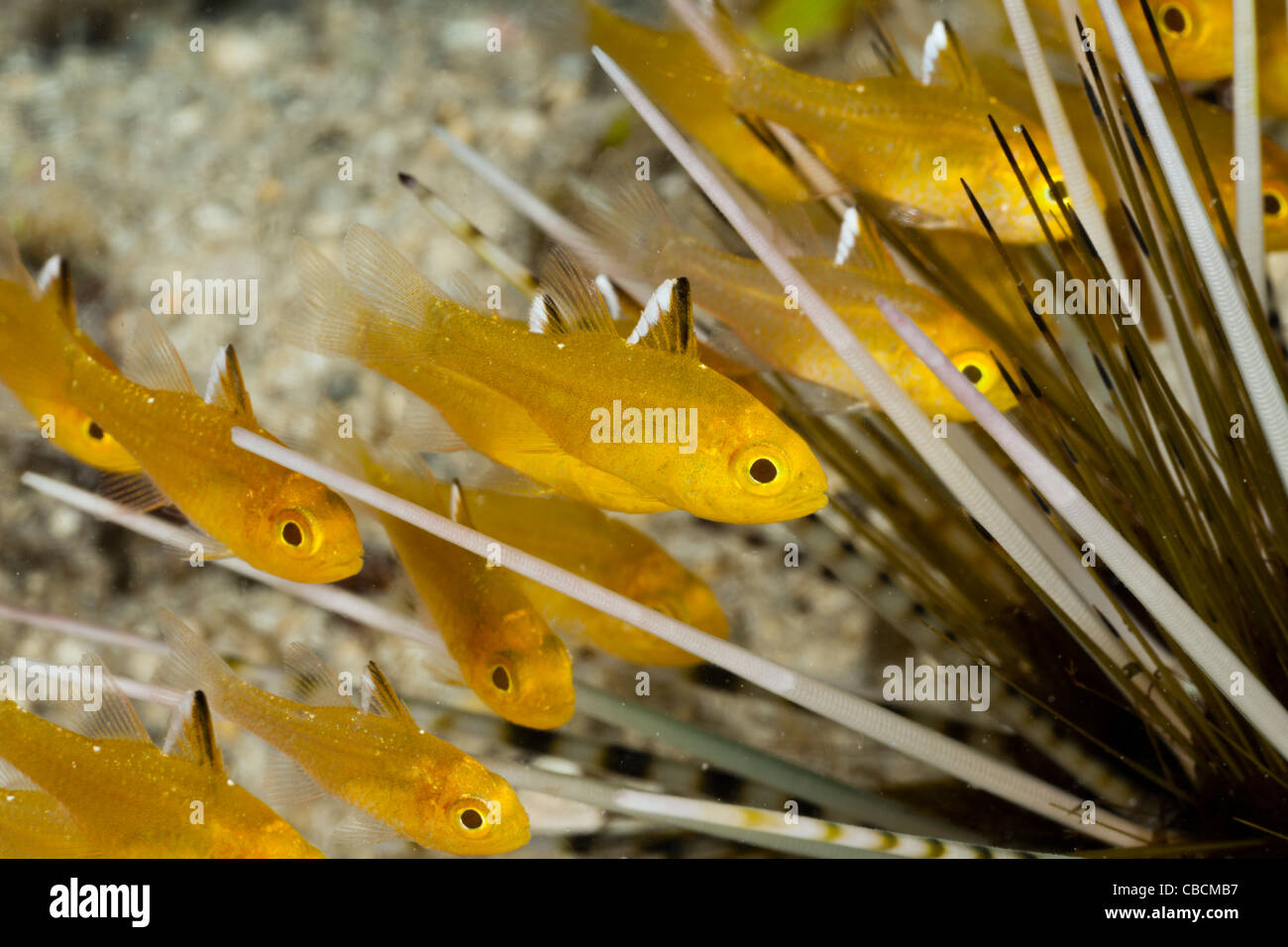 Flagfin Cardinalfish seeks protection in poisonous sea urchin, Apogon ...