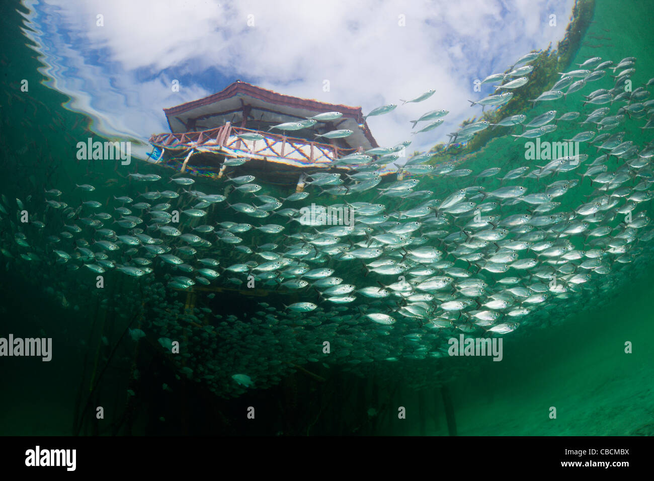 Shoal of Yellowstripe Scad in Lagoon of Ahe Island, Selaroides ...