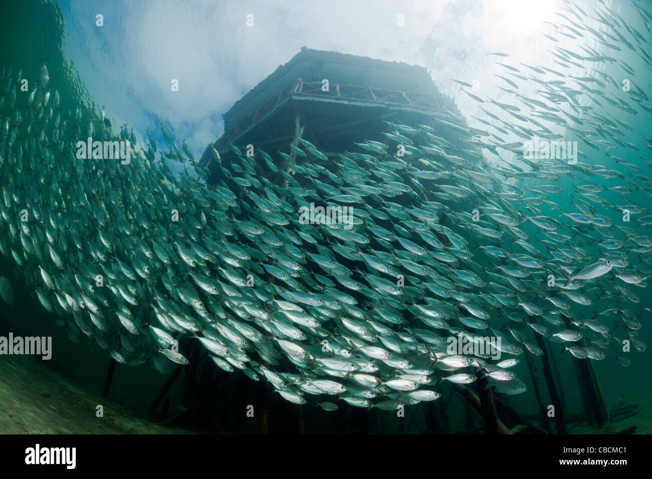 Shoal of Yellowstripe Scad in Lagoon of Ahe Island, Selaroides ...