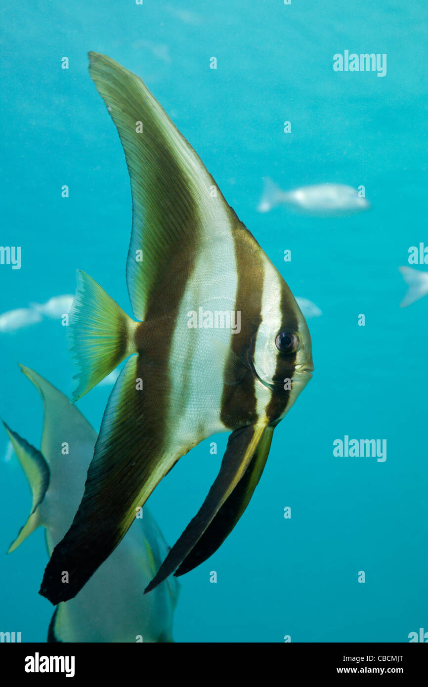 Juvenile Longfin Batfish, Platax teira, Cenderawasih Bay, West Papua ...
