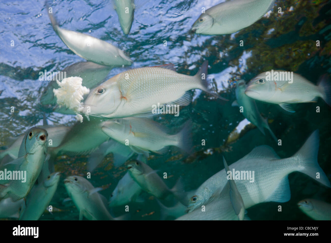 Scad fish hi-res stock photography and images - Alamy