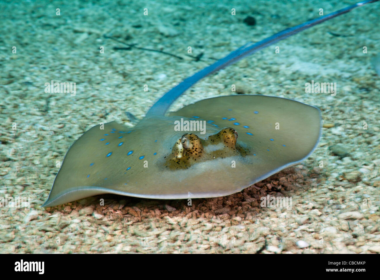 Bluespotted Stingray, Dasyatis kuhlii, Cenderawasih Bay, West Papua ...