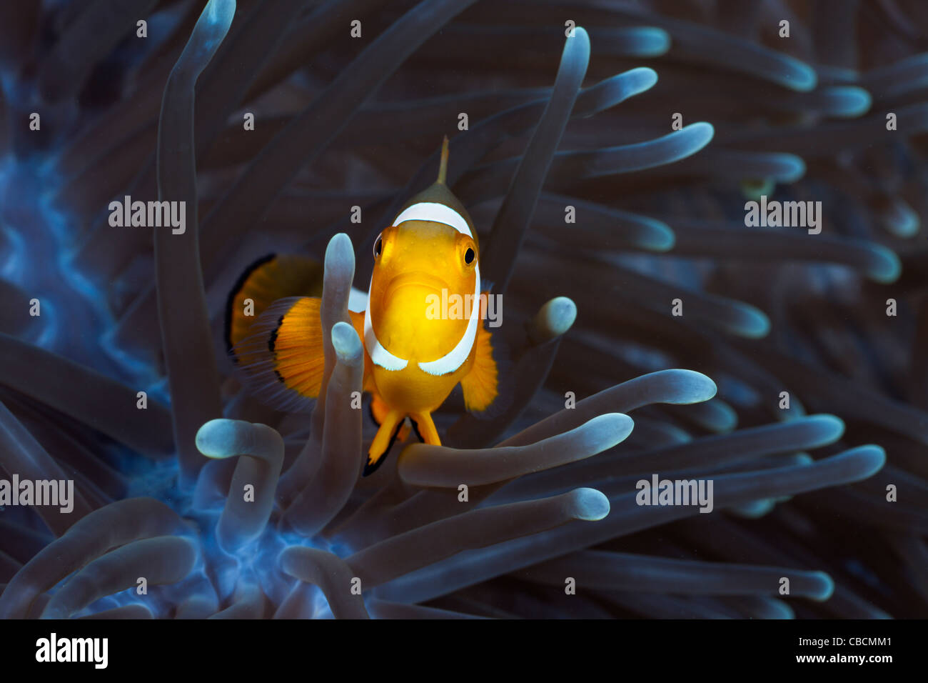 Clown Anemonefish in bleached Sea Anemone, Amphiprion ocellaris ...