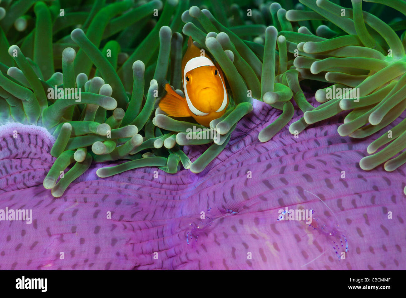 Clown Anemonefish in bleached Sea Anemone, Amphiprion ocellaris ...
