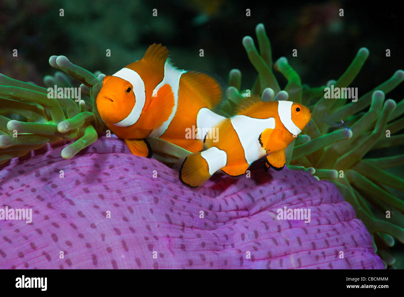 Clown Anemonefish in bleached Sea Anemone, Amphiprion ocellaris ...