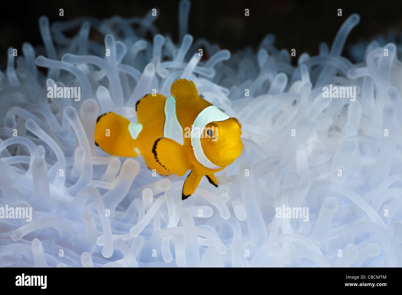 Bleached sea anemone hi-res stock photography and images - Alamy