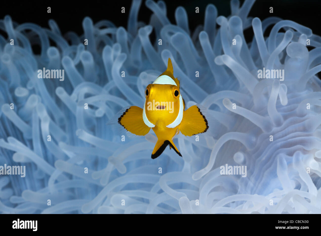 Bleached sea anemone hi-res stock photography and images - Alamy