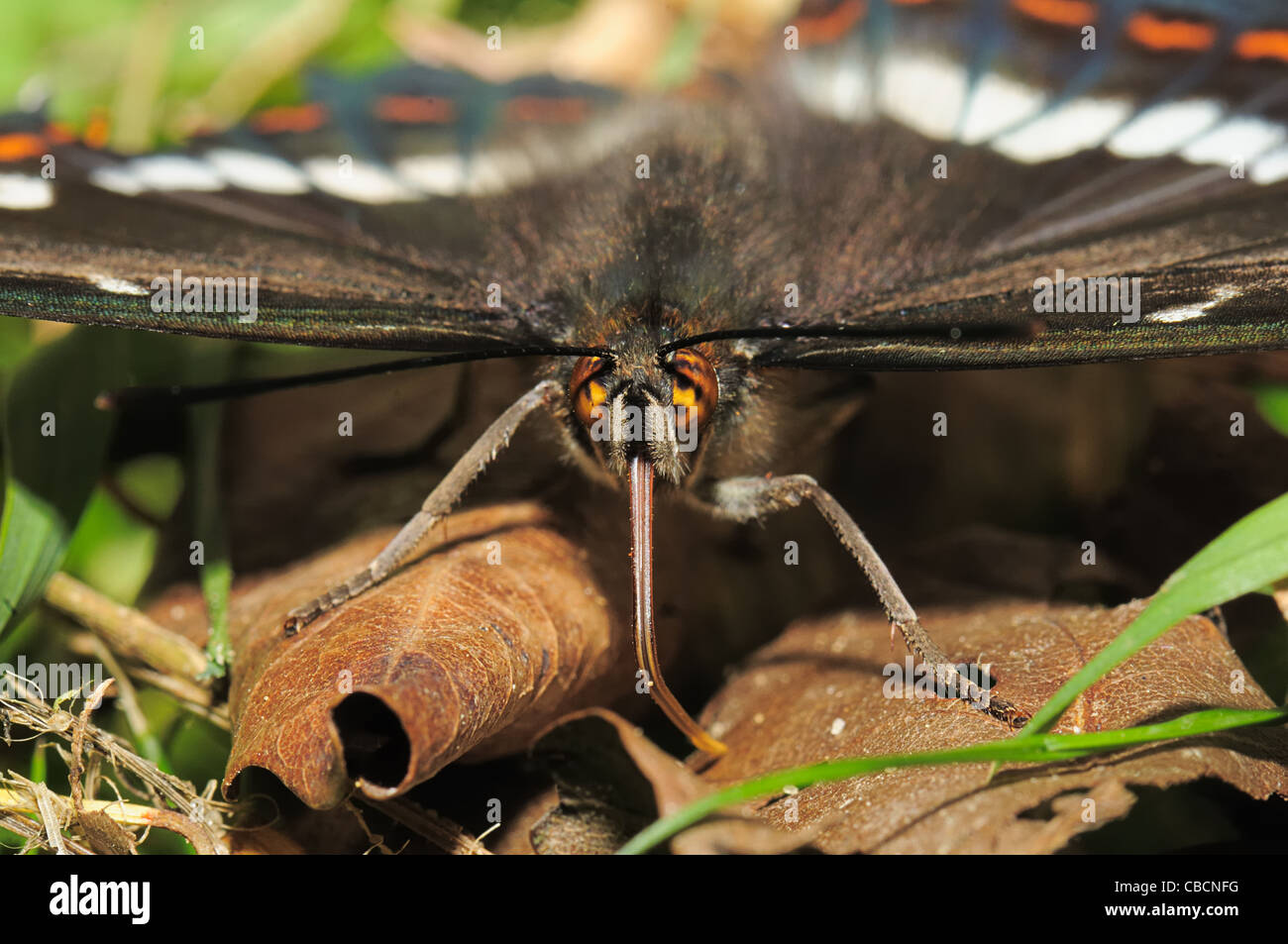 Portrait butterfly hi-res stock photography and images - Alamy