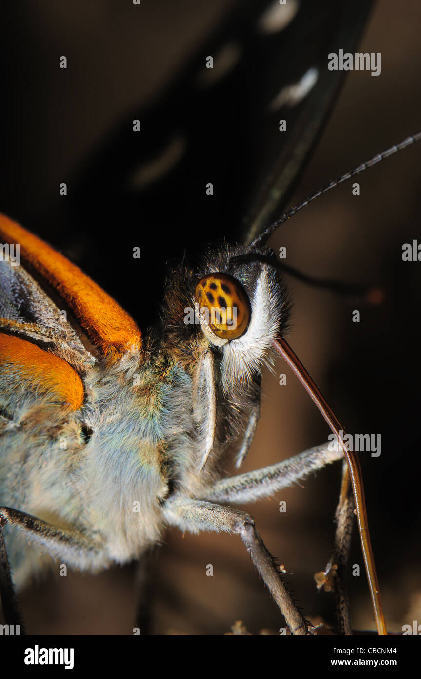 Portrait butterfly hi-res stock photography and images - Alamy