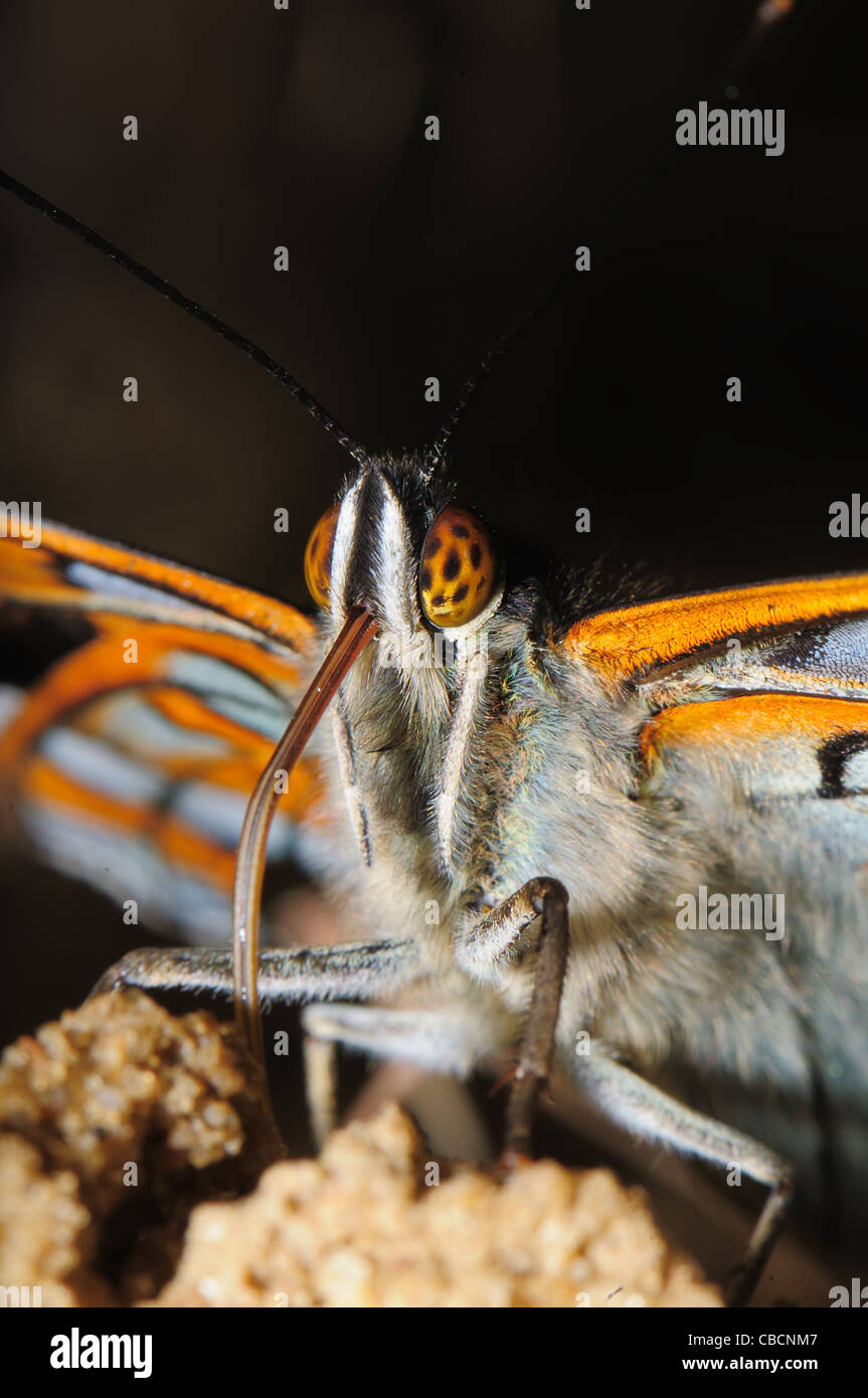 Portrait butterfly hi-res stock photography and images - Alamy