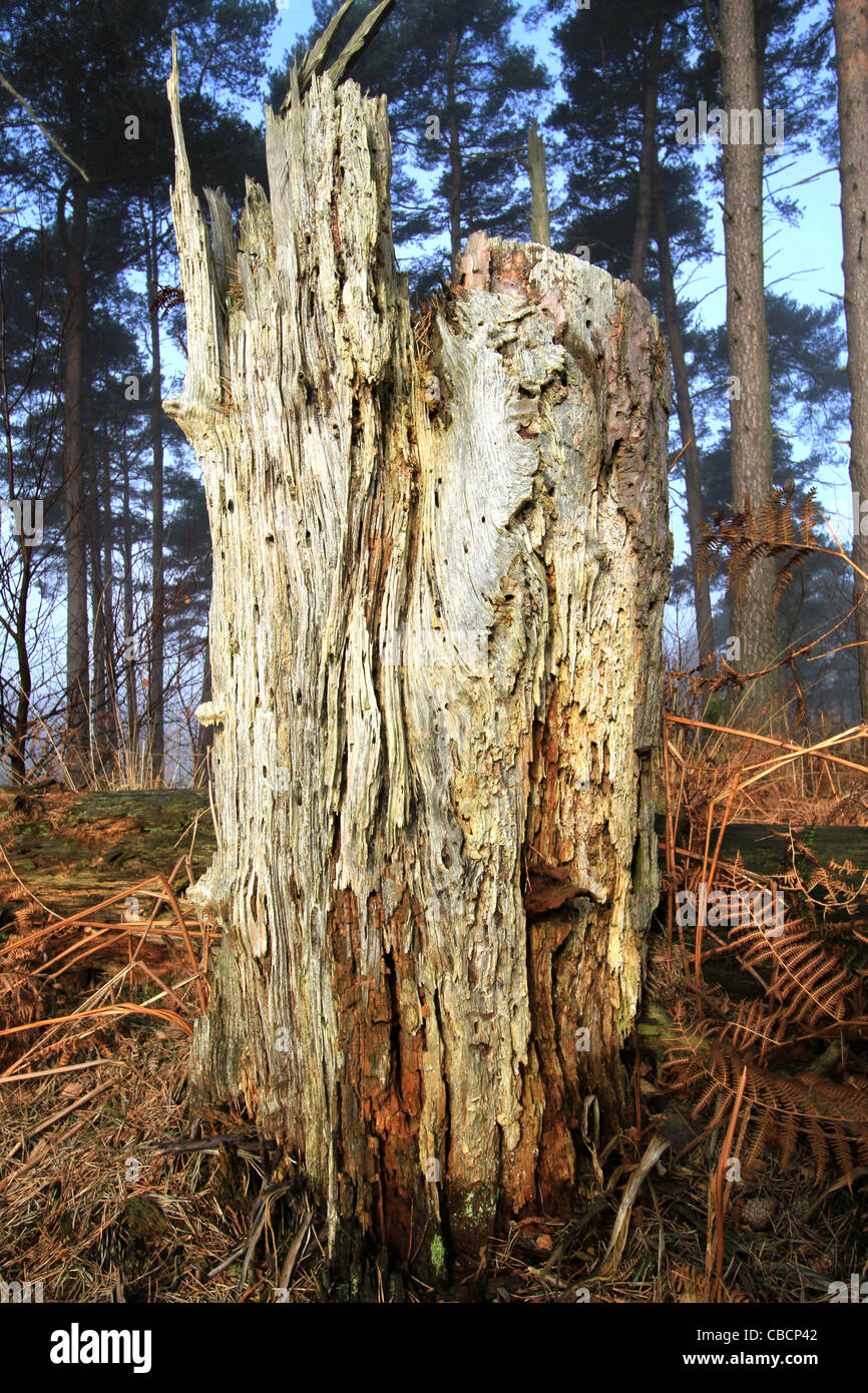Ashdown forest sussex hi-res stock photography and images - Alamy