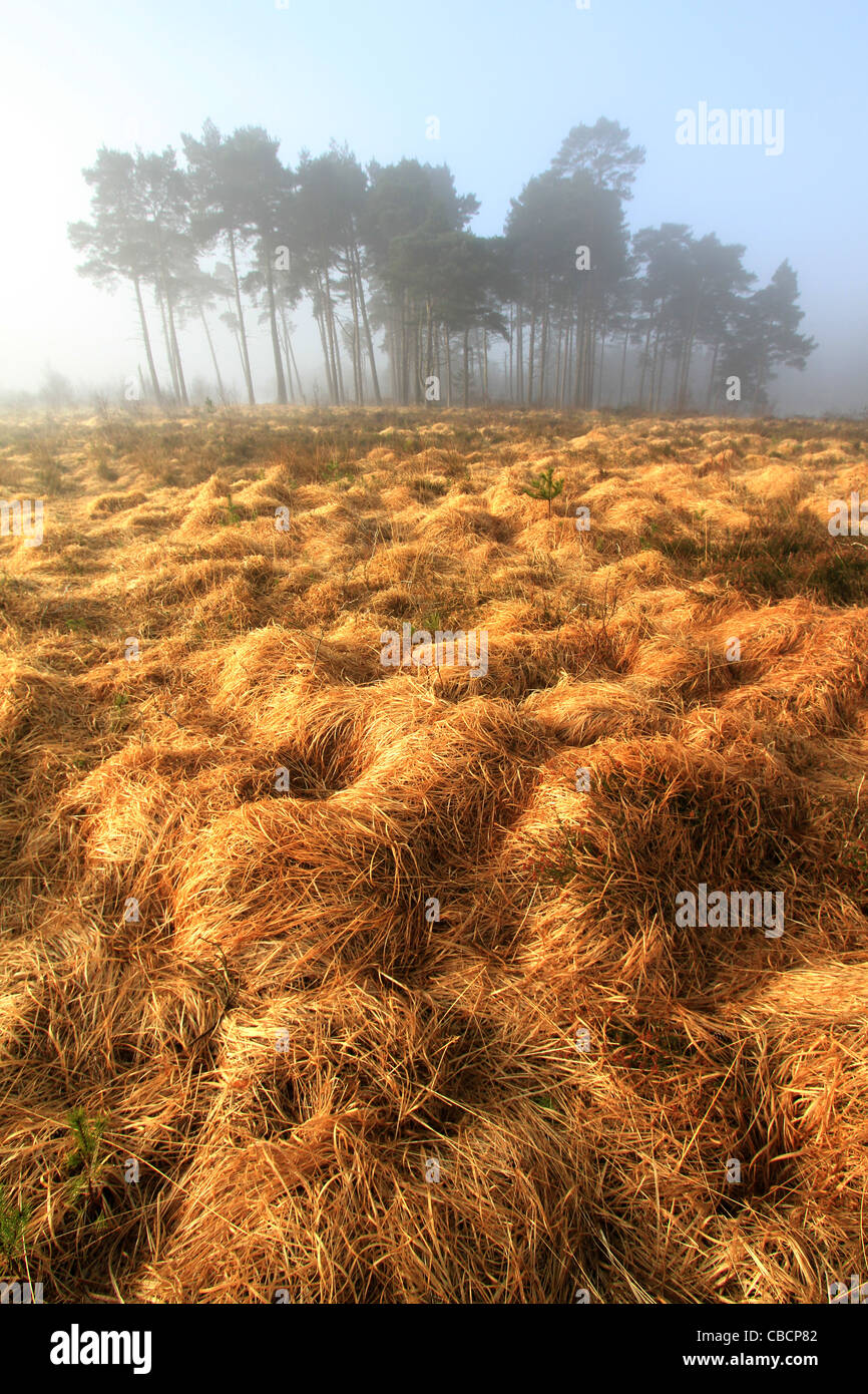 Ashdown forest hi-res stock photography and images - Alamy