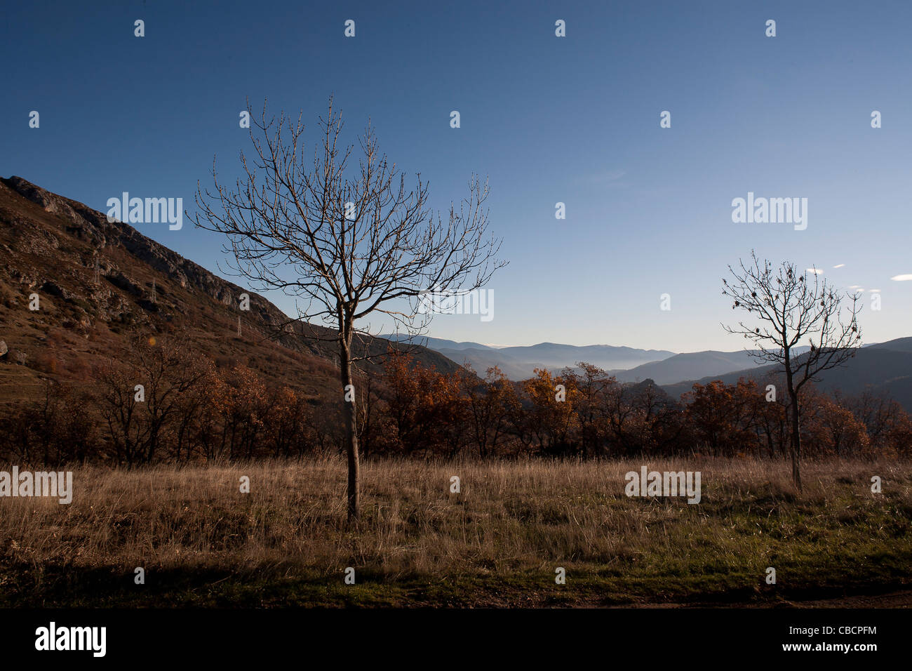 Autum trees in the Pyrenees Stock Photo - Alamy