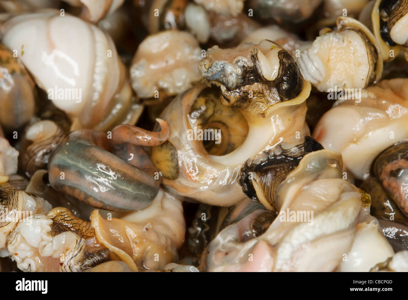 Operculum Fish Stock Photos & Operculum Fish Stock Images - Alamy