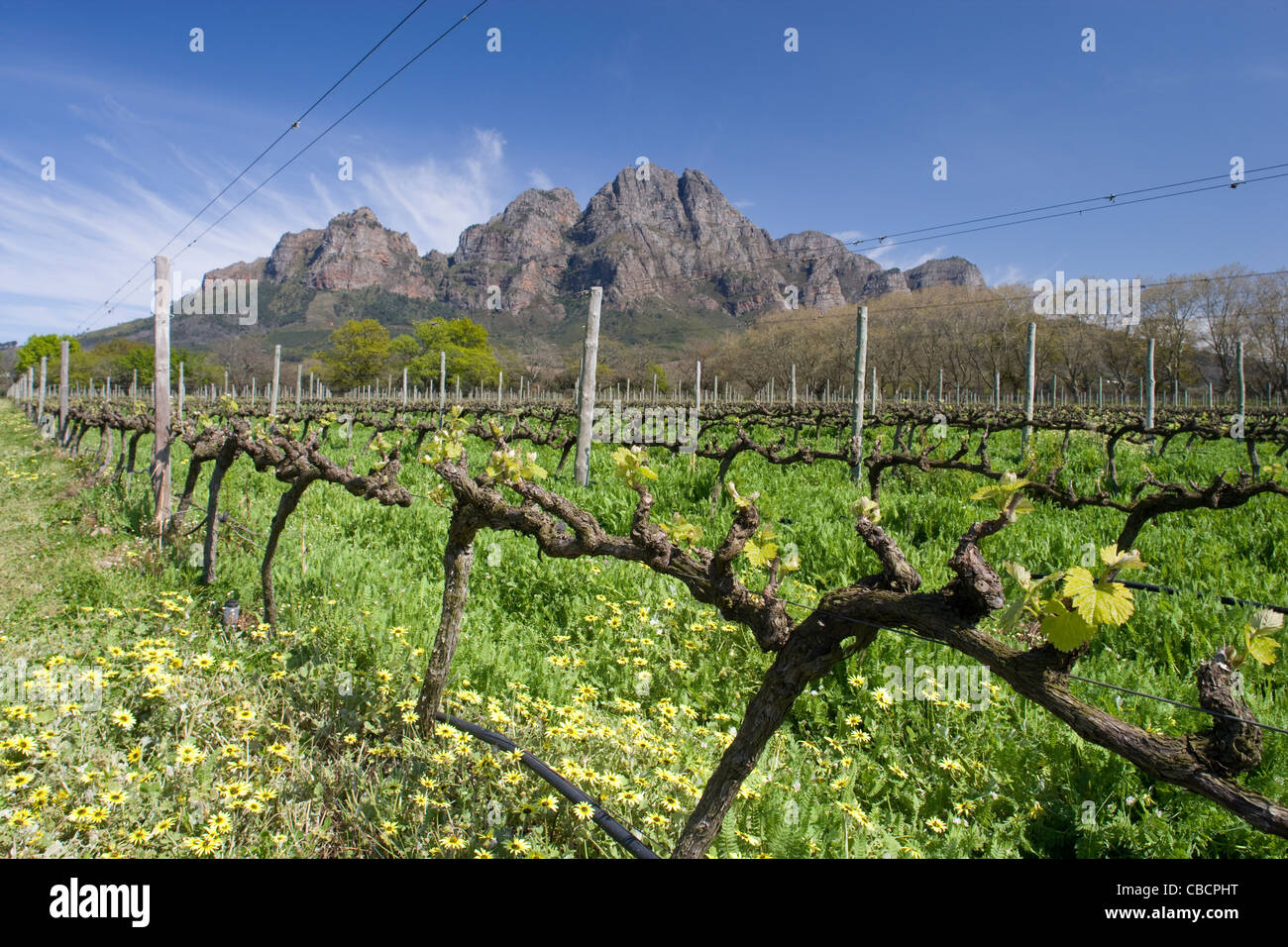 Franschhoek Valley: Boschendal Wine Estate Stock Photo - Alamy