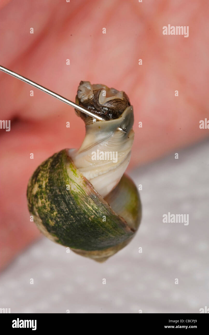 Winkle shell hi-res stock photography and images - Alamy