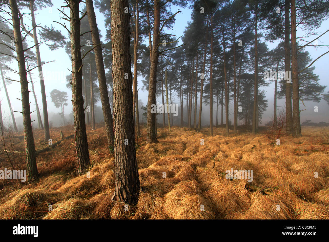 Ashdown Forest Landscape, Sussex, UK Stock Photo - Alamy