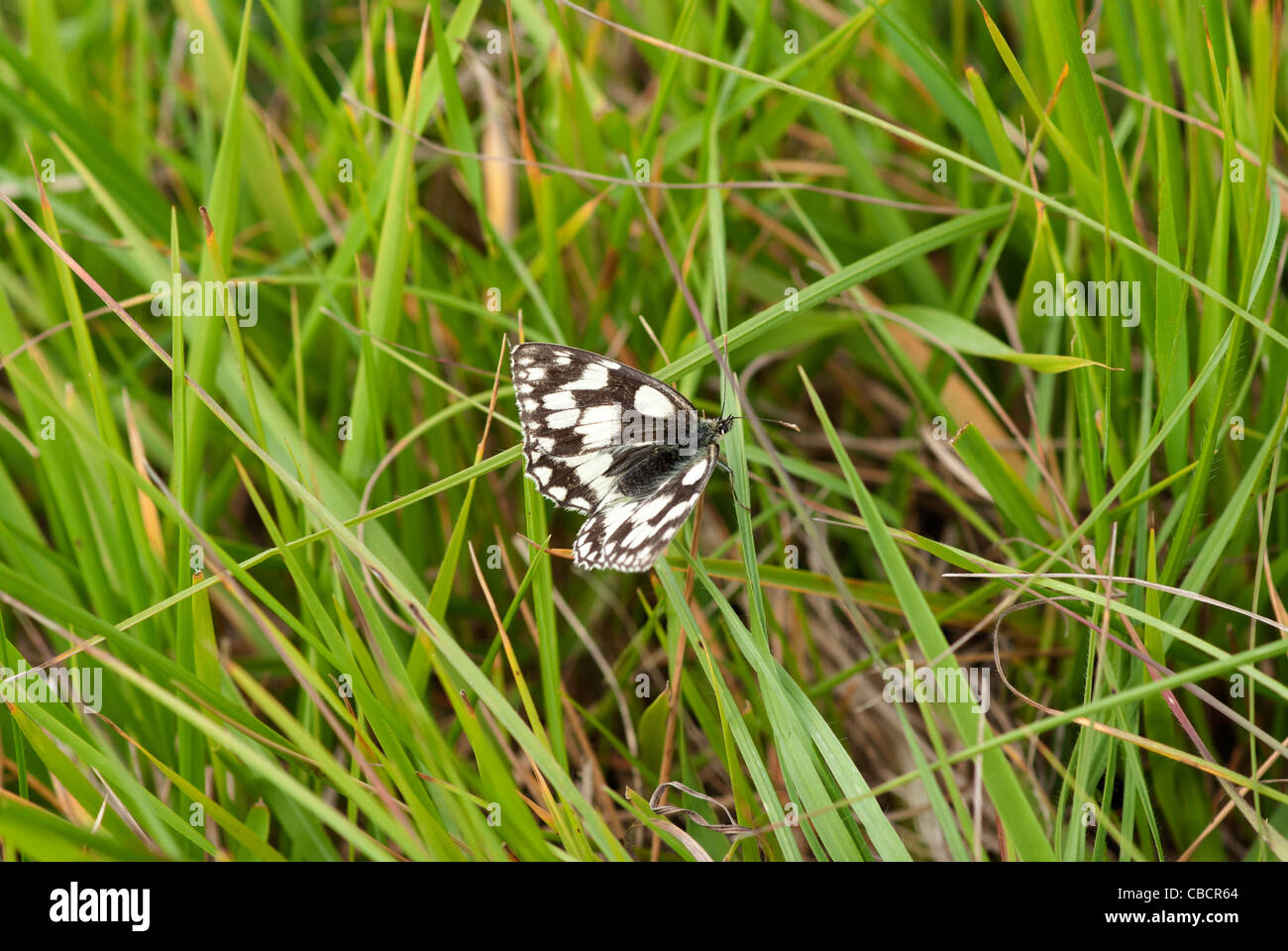 Marbled White Butterfly Stock Photo - Alamy