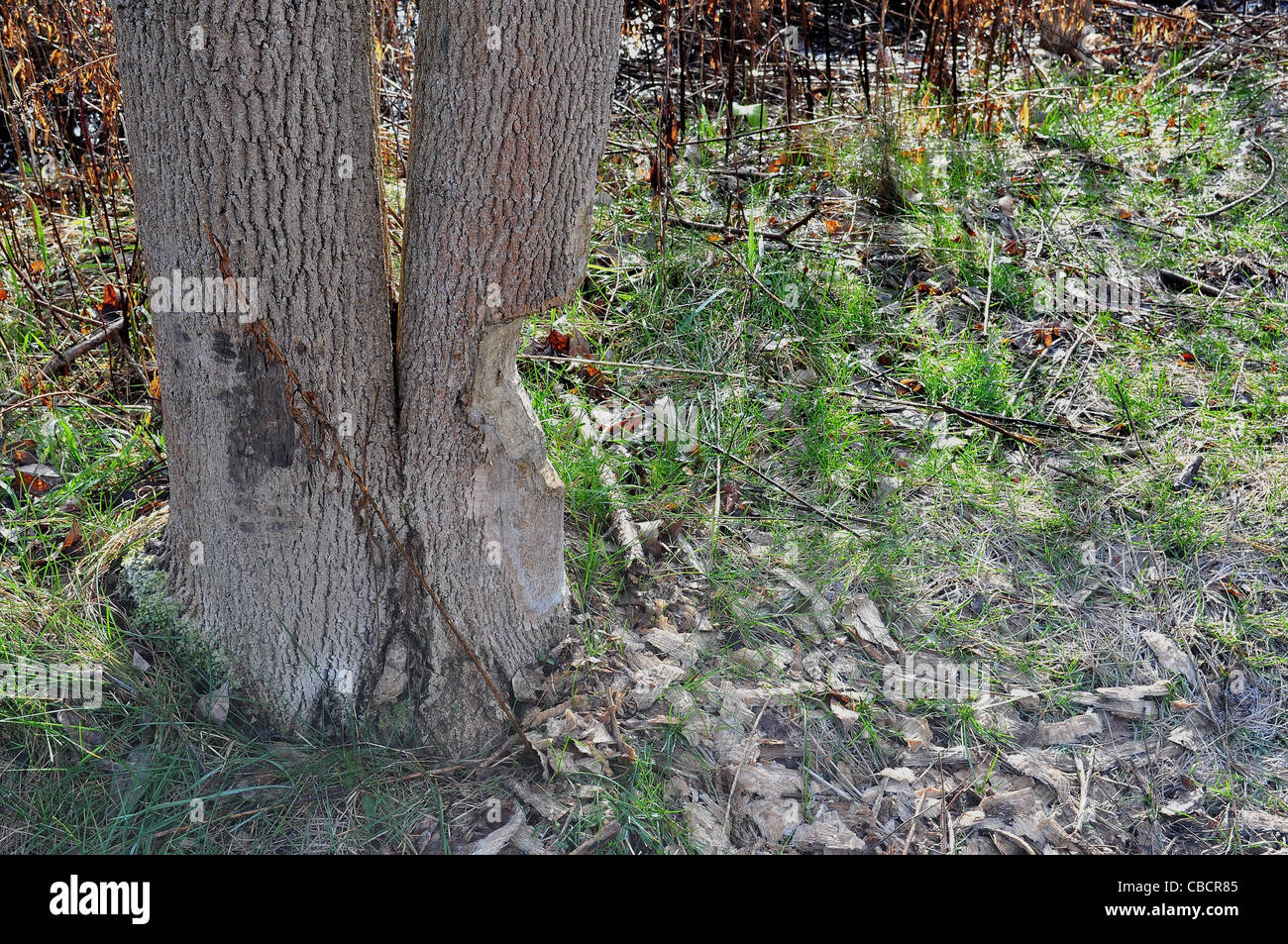 Beaver tree chew hi-res stock photography and images - Alamy