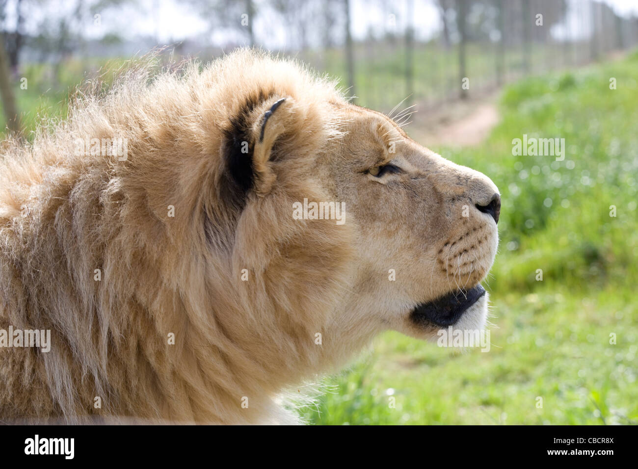Klapmuts: Drakenstein Lion Park - rescued lion Stock Photo - Alamy