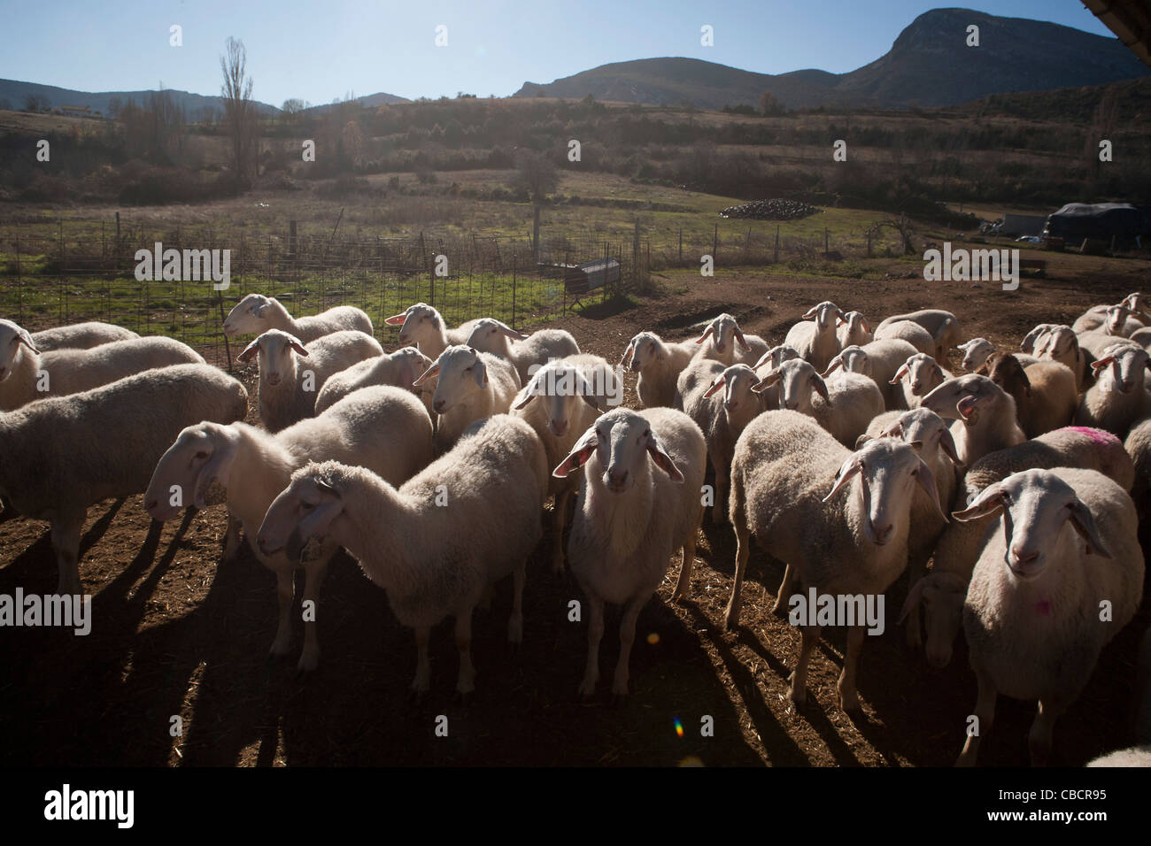 Sheeps in a Pyrenees farm Stock Photo - Alamy