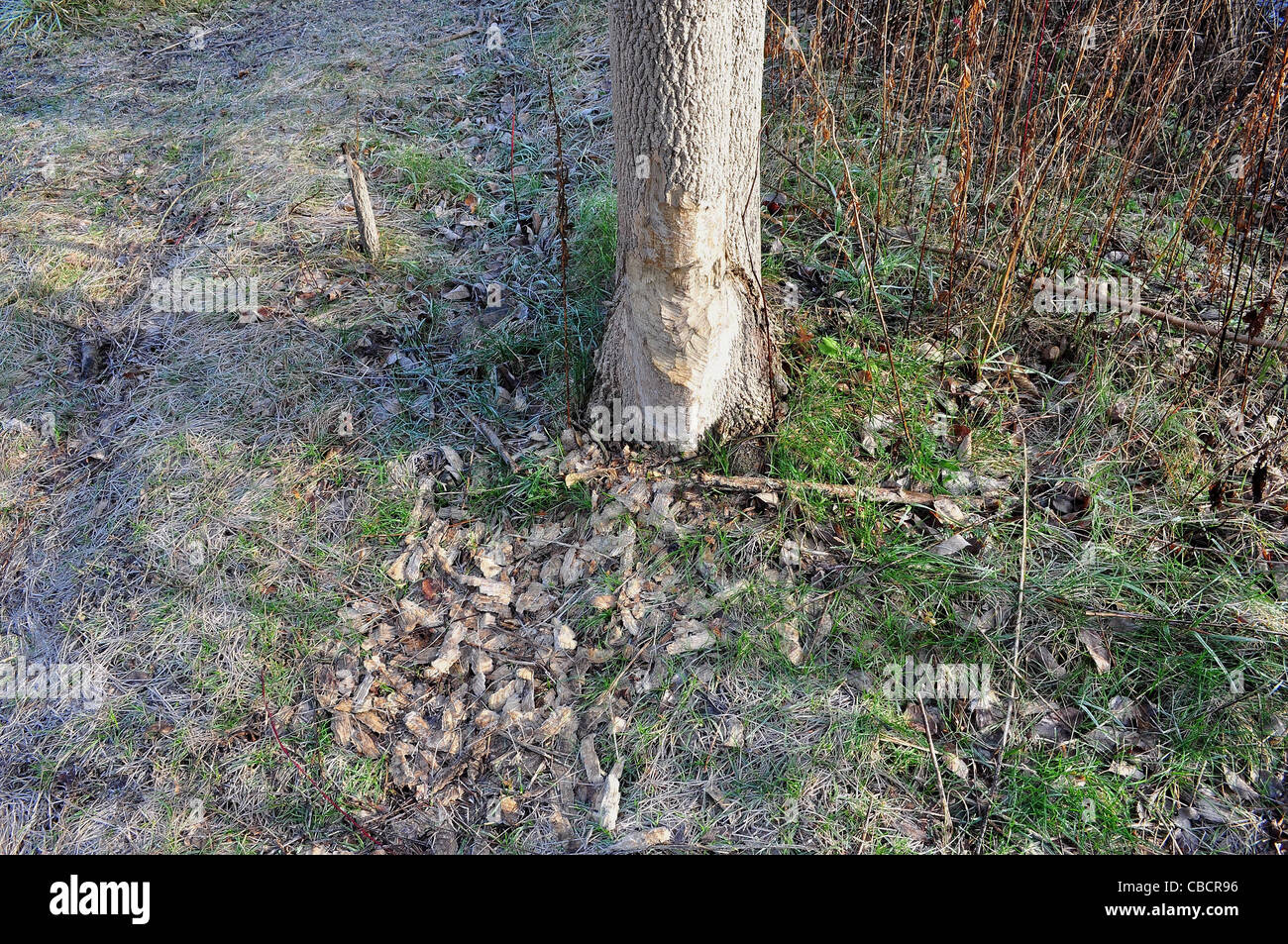 Beaver Tree Chew High Resolution Stock Photography and Images - Alamy