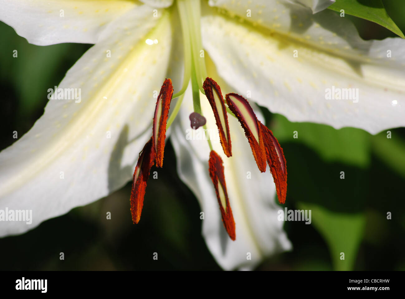 Lilly pollen hi-res stock photography and images - Alamy