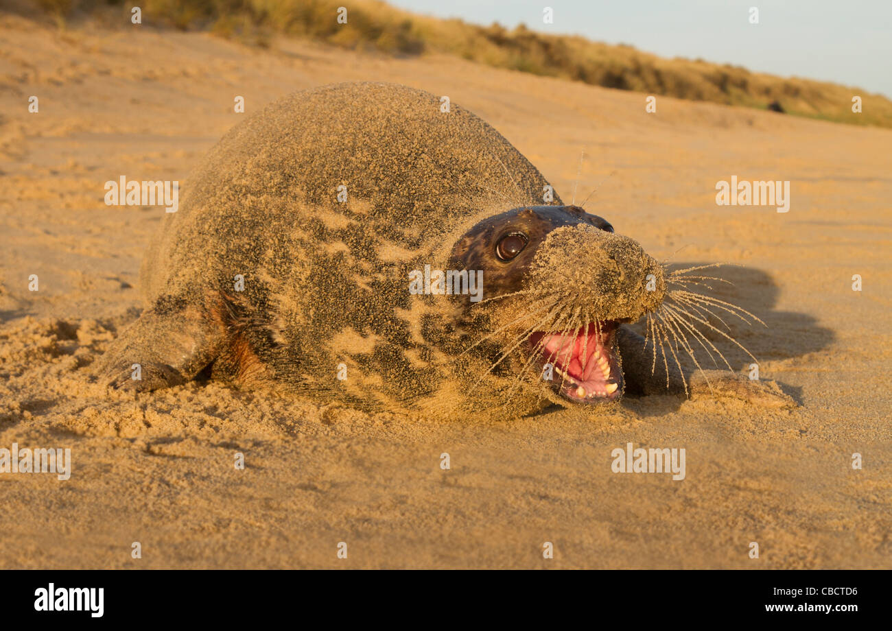 Seal teeth hi-res stock photography and images - Alamy