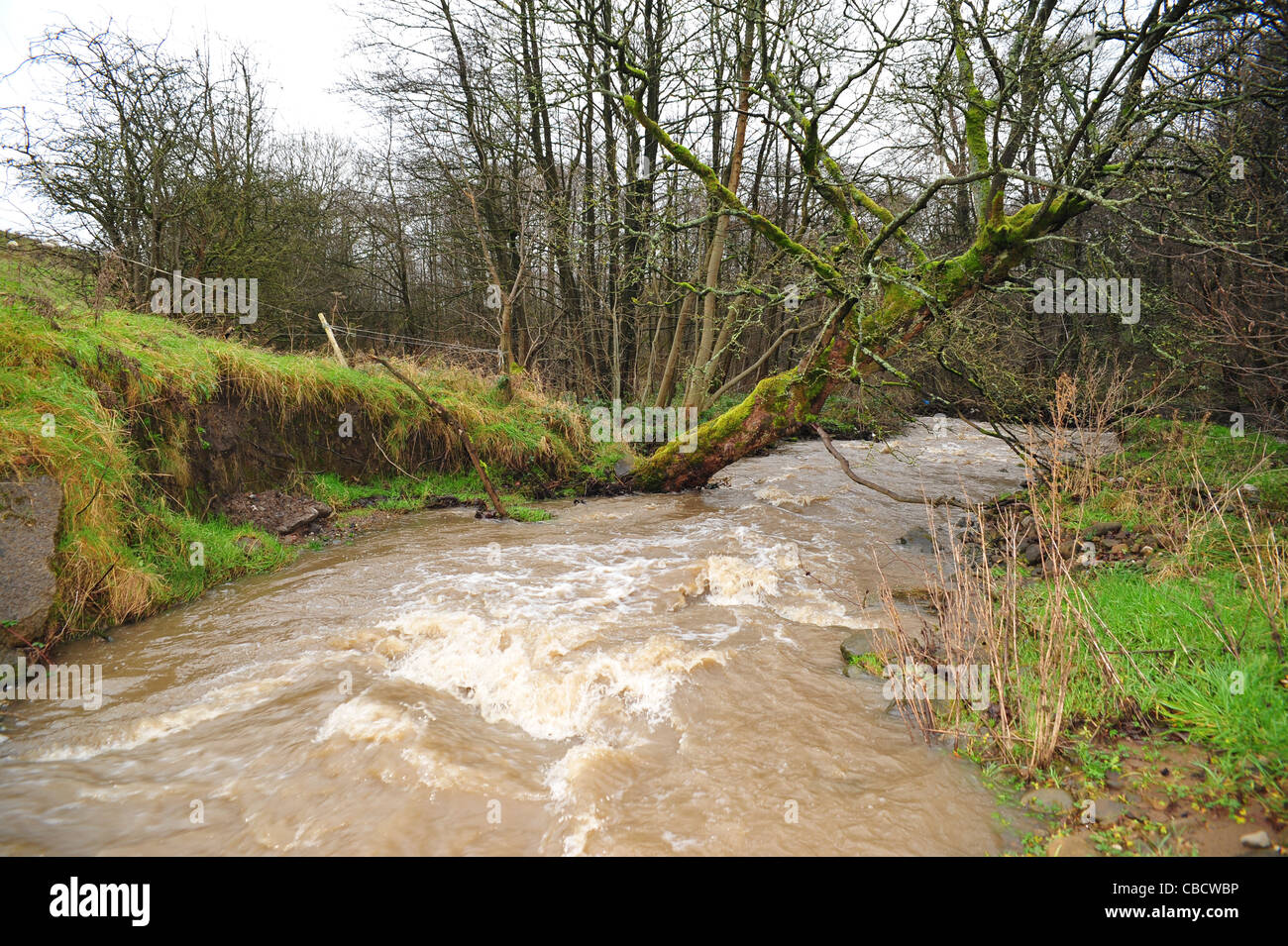 Tree falling into river from erosion and environmental issues on the ...