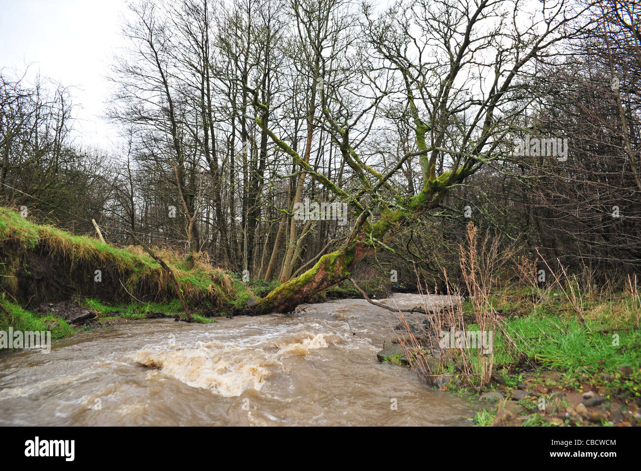 Tree falling into river from erosion and environmental issues on the ...