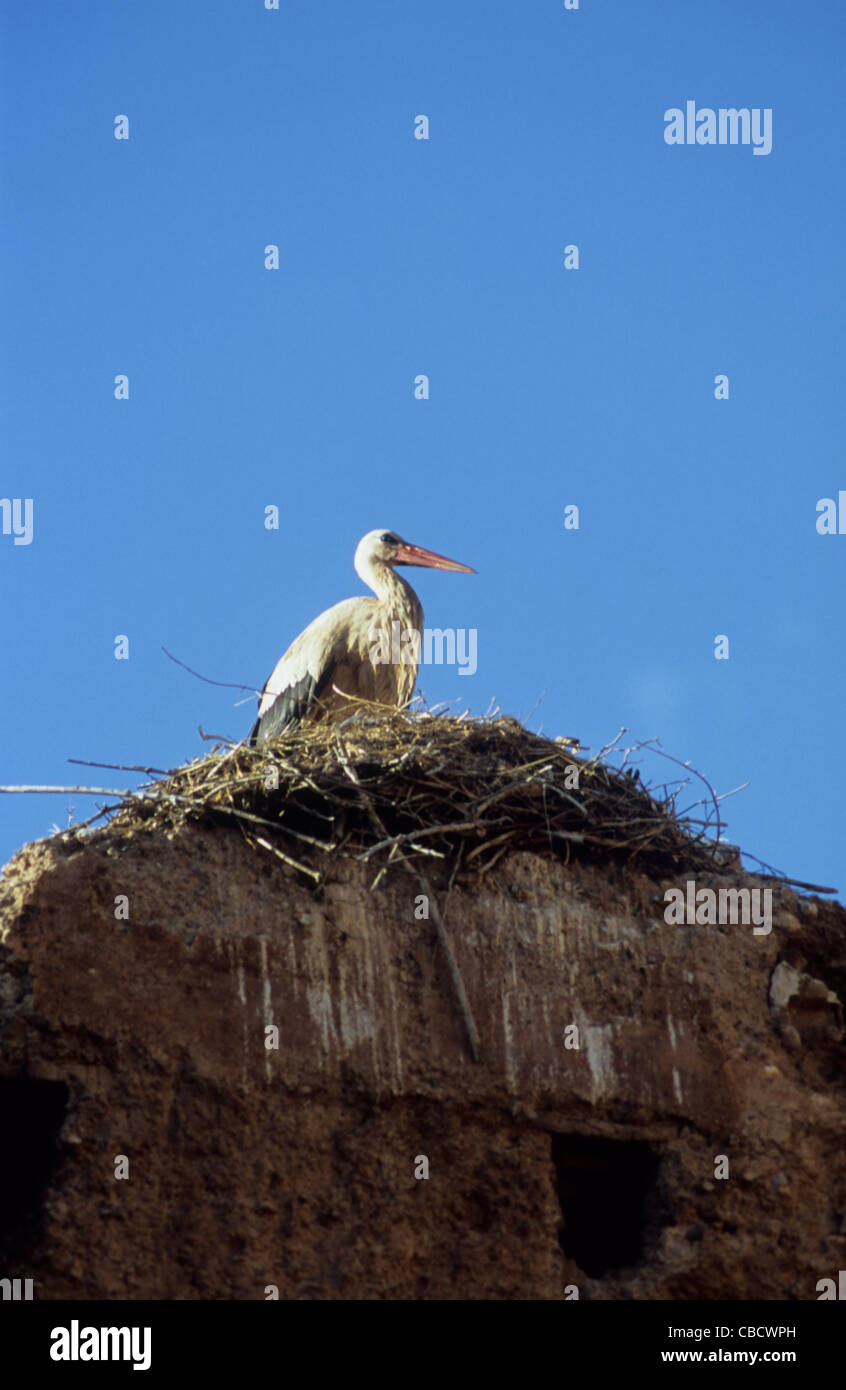 Morocco, nesting stork as can be seen on many of the monuments around ...