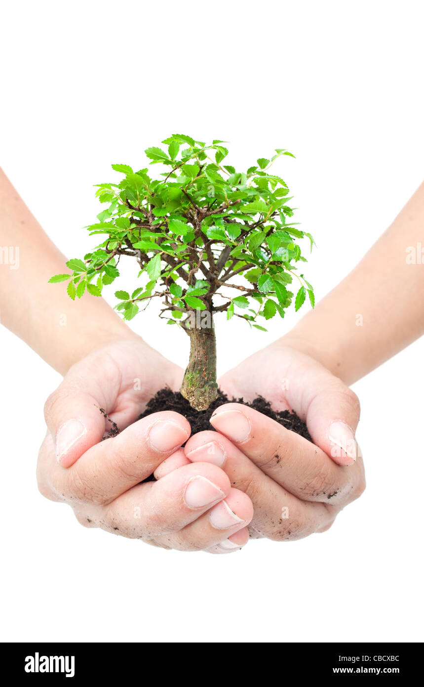 Hands holding a small bonsai tree Stock Photo - Alamy
