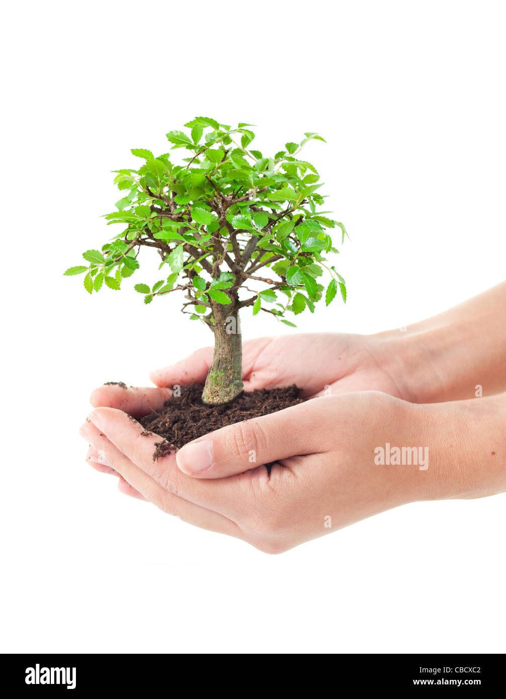 Hands holding a small bonsai tree Stock Photo - Alamy
