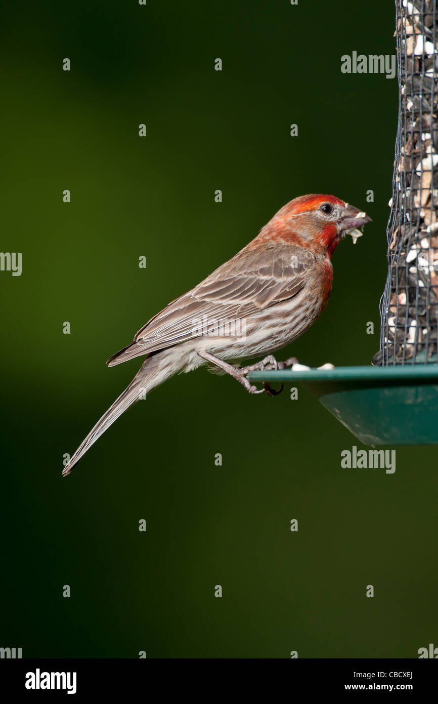 Finch male eating hi-res stock photography and images - Alamy