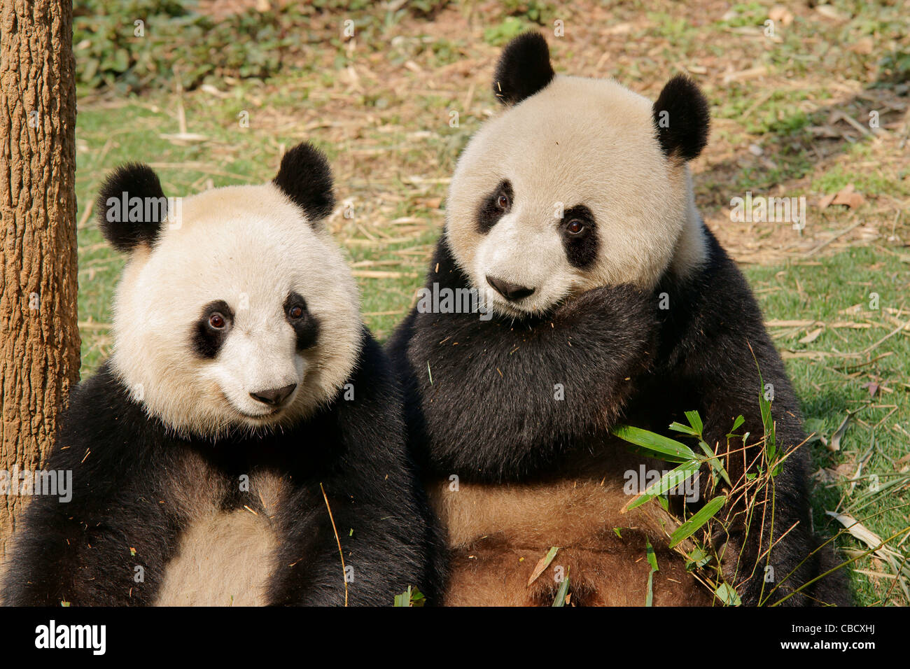 Pandas eating bamboo shoots in China Stock Photo - Alamy