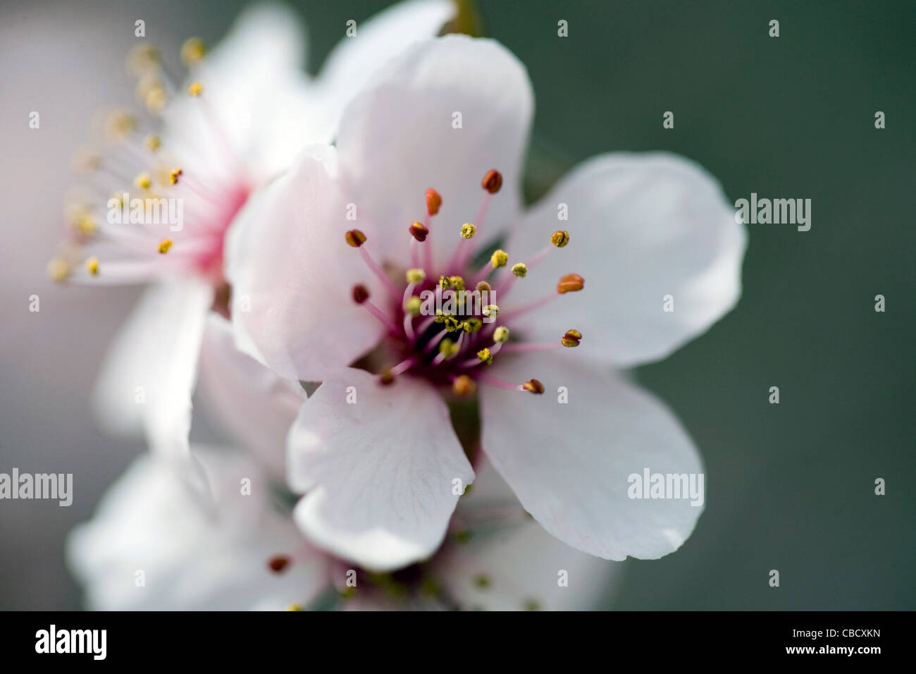 Pear blossom close up tree trees flowers in flower hi-res stock ...