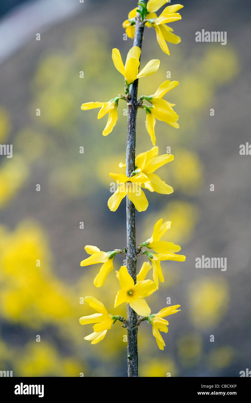Forsythia hi-res stock photography and images - Alamy