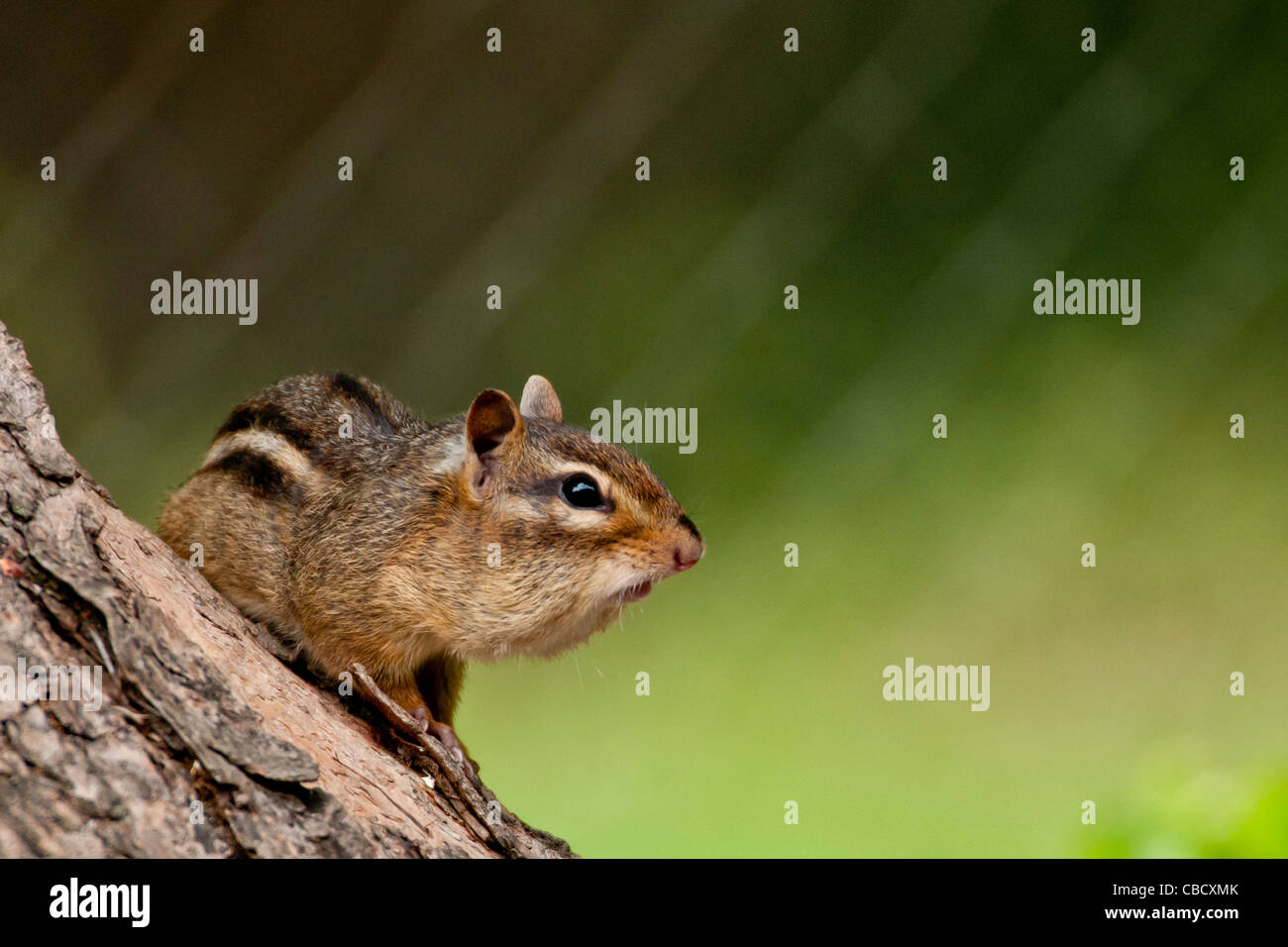 Tamias striatus chipmunk foraging hi-res stock photography and images ...