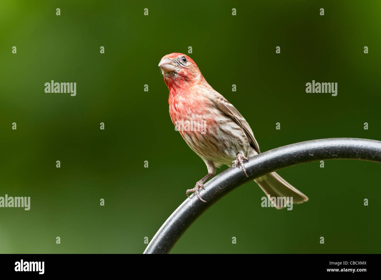 Male House Finch perched on iron fence Stock Photo - Alamy
