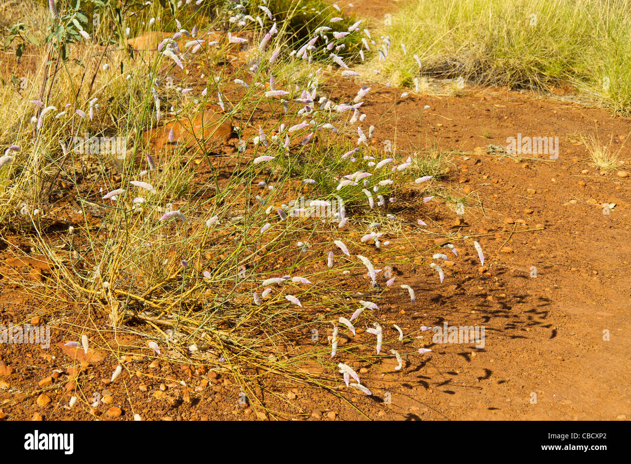 Mulla mulla flower hi-res stock photography and images - Alamy