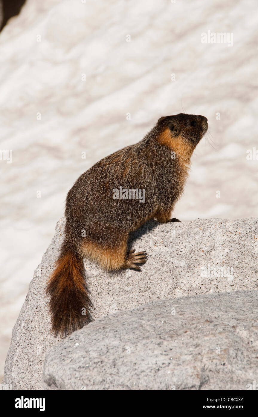 Marmot, mammal, high country, Yosemite National Park, California, USA ...