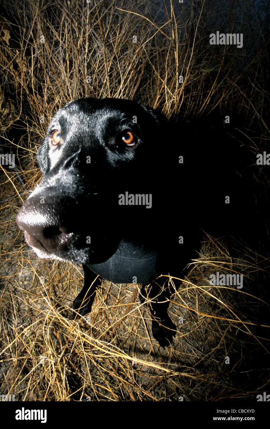 Black lab retriever head shot hi-res stock photography and images - Alamy