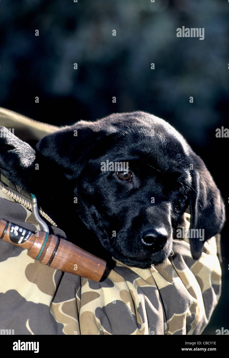 Black Lab Duck Hunting Wallpaper