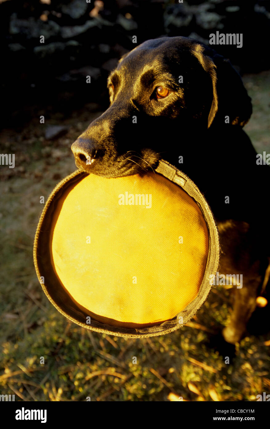 Black lab holding frisbee hi-res stock photography and images - Alamy