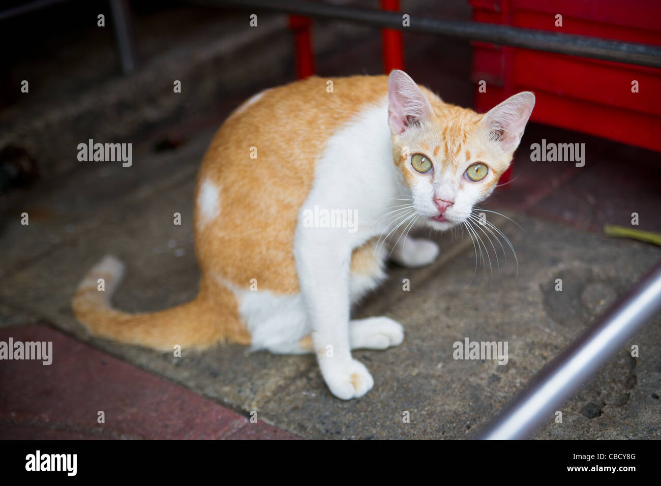 Kitty street town wild hi-res stock photography and images - Alamy