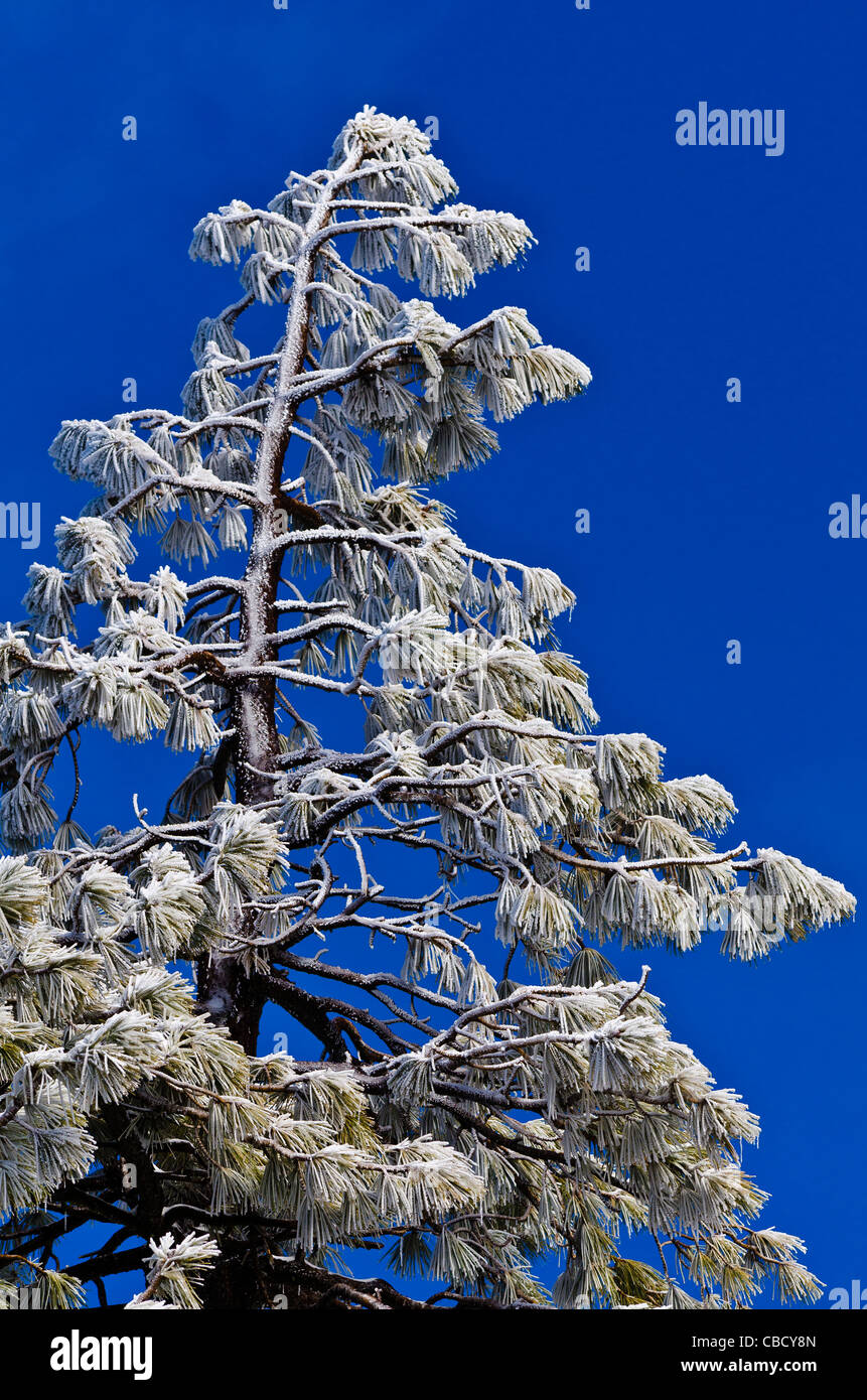 Rime ice on pine tree, San Bernardino National Forest, California USA ...