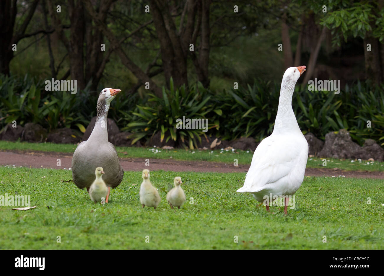 A young family of Geese in the grounds of the Auckland Domain, Auckland ...