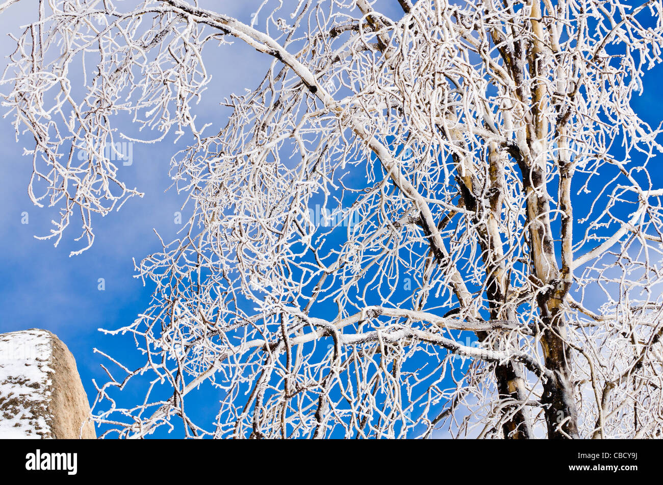 Rime ice on pine tree, San Bernardino National Forest, California USA ...