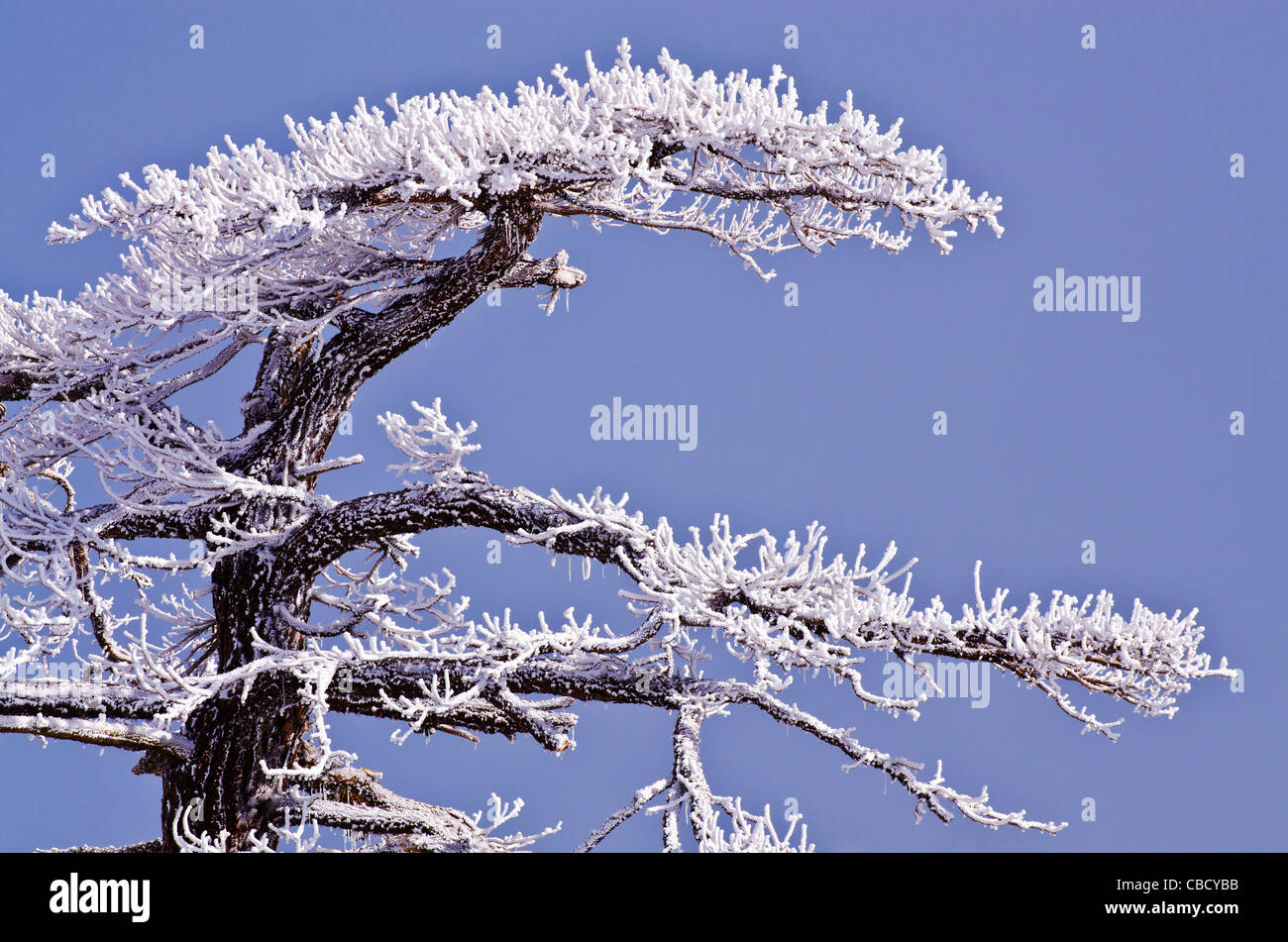 Rime ice on pine tree, San Bernardino National Forest, California USA ...